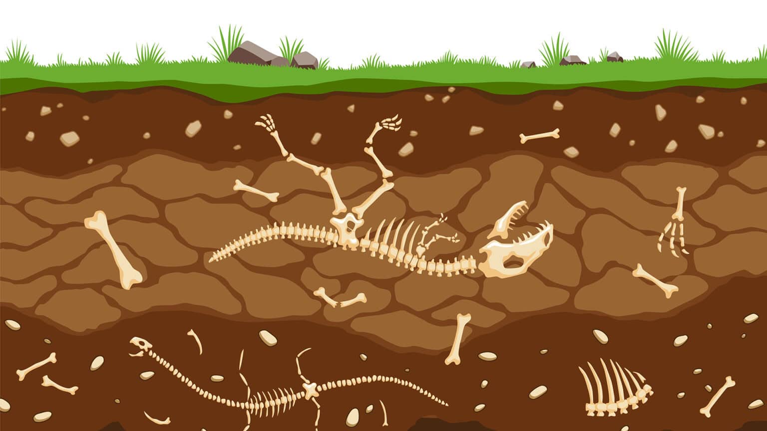 What are fossils and how are they formed? - Geoweg Achensee